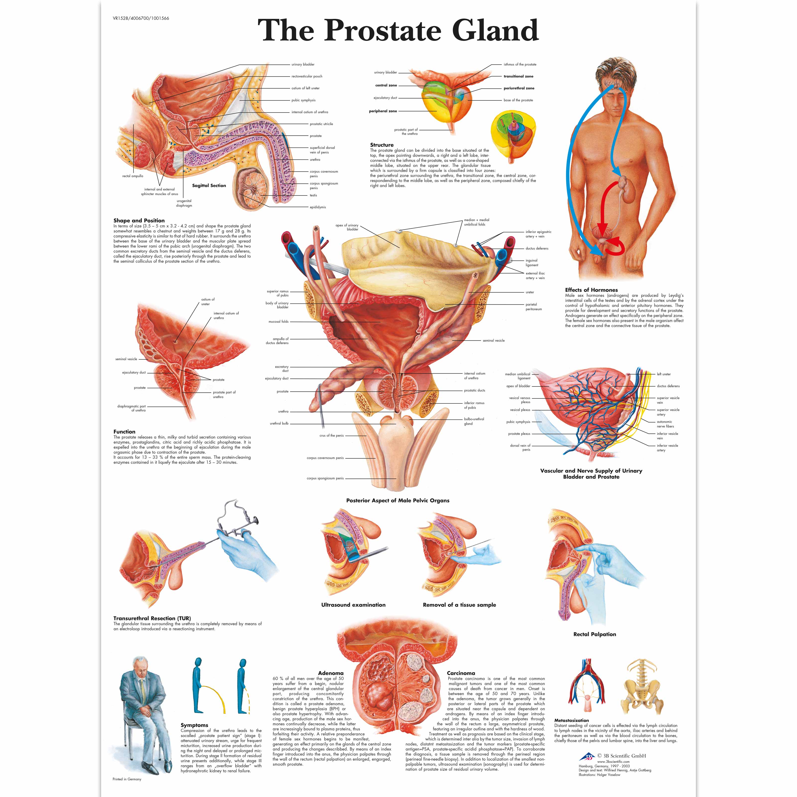 Anatomical Charts And Posters Health Education Charts Mens Health