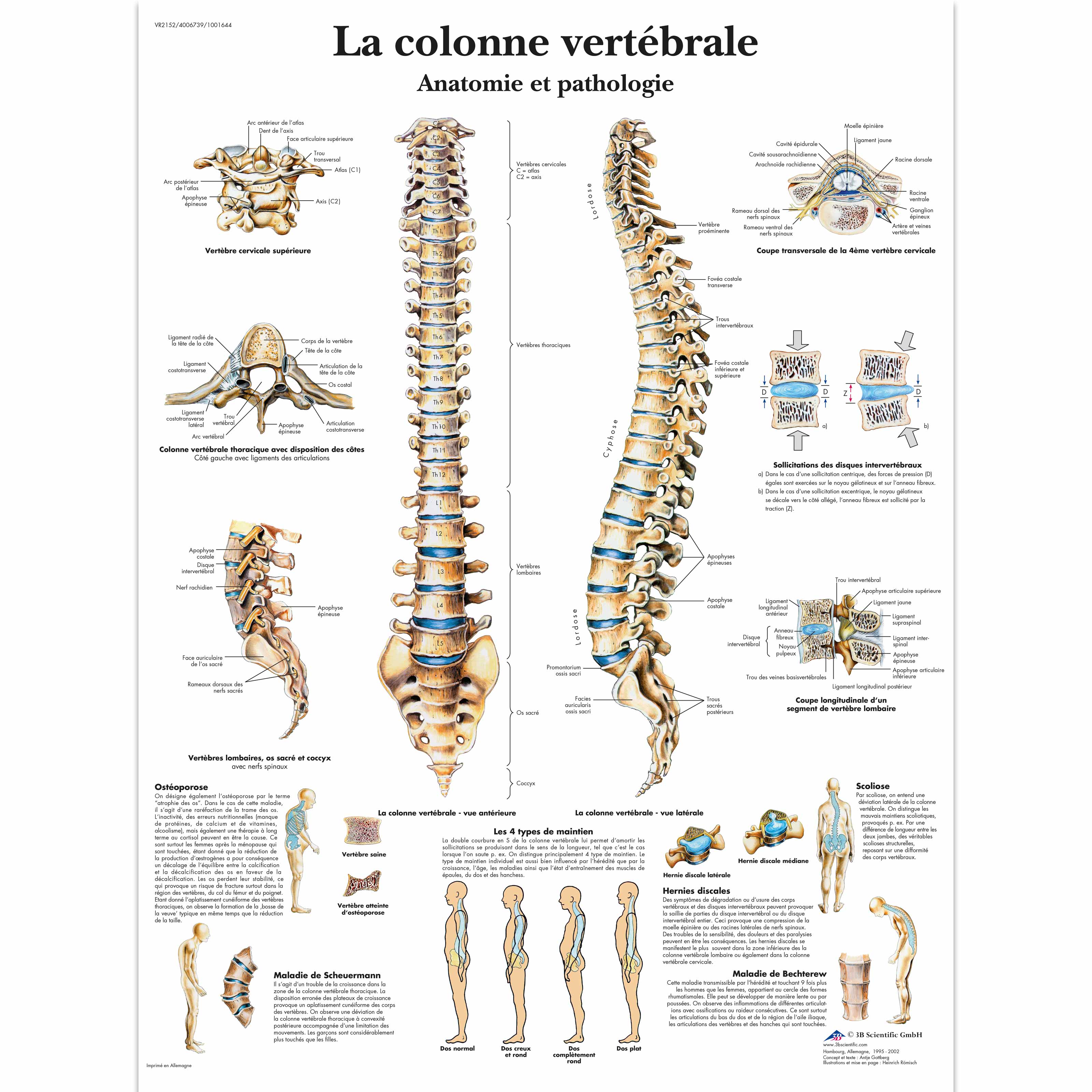 La colonne vertébrale, Anatomie et pathologie - 4006739 - VR2152UU ... La colonne vertébrale, Anatomie et pathologie - 4006739 - VR2152UU ...
