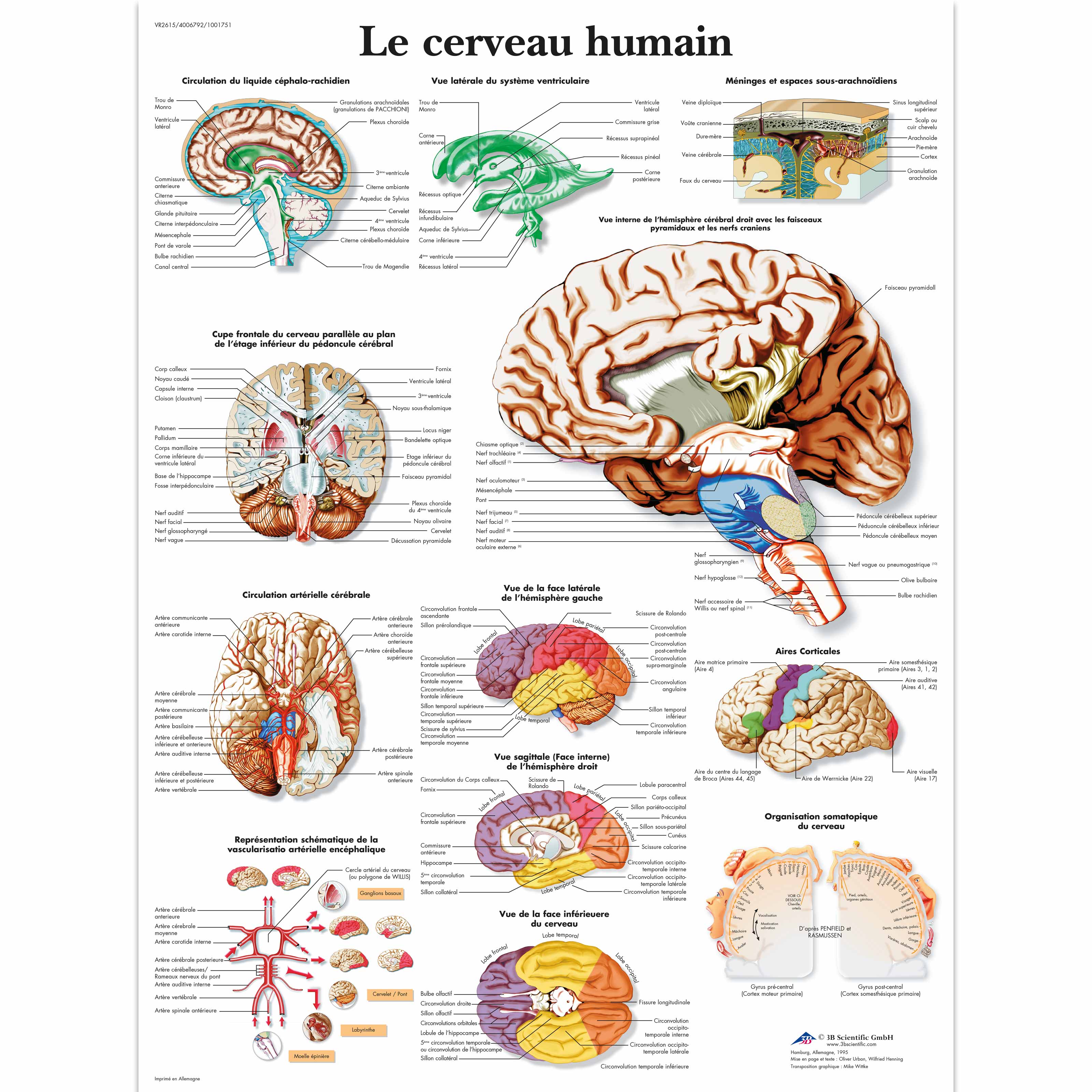 Les Parties Du Cerveau Et Leurs Fonctions Communauté Mcms